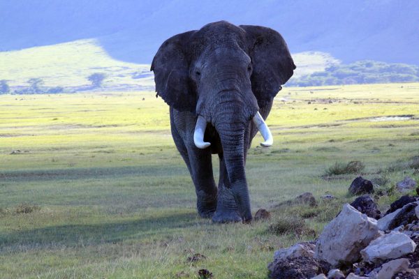 3 Days Tanzania Camping Safari | Tanzania Budget Safari