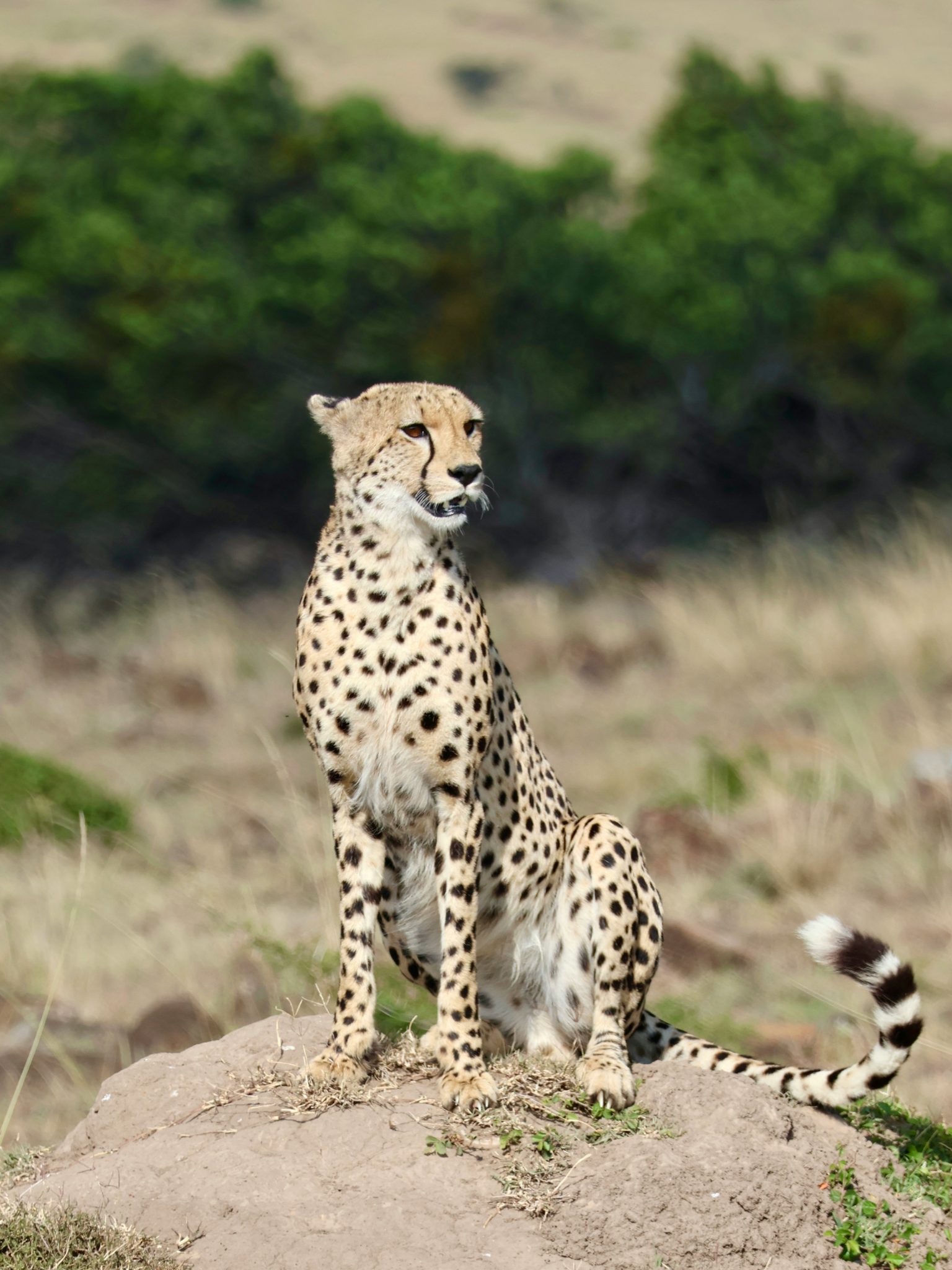 Cheetah Vs Leopard: How To Tell The Difference On Safari | Kilimanjaro ...